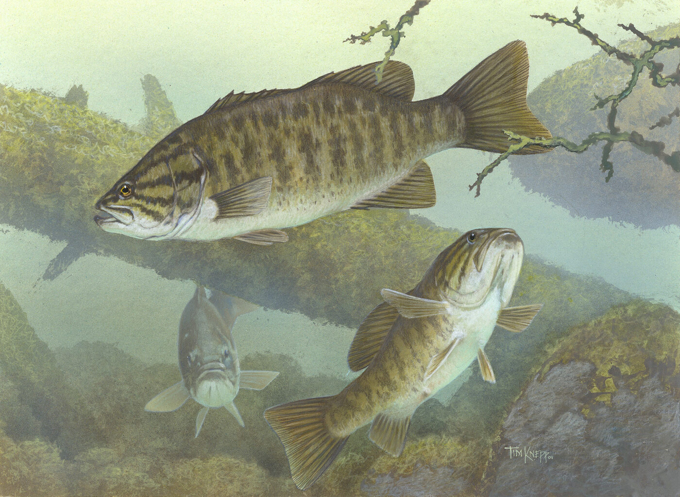 10 Facts You Don’t Know About Black Bass - Kayak Paddling