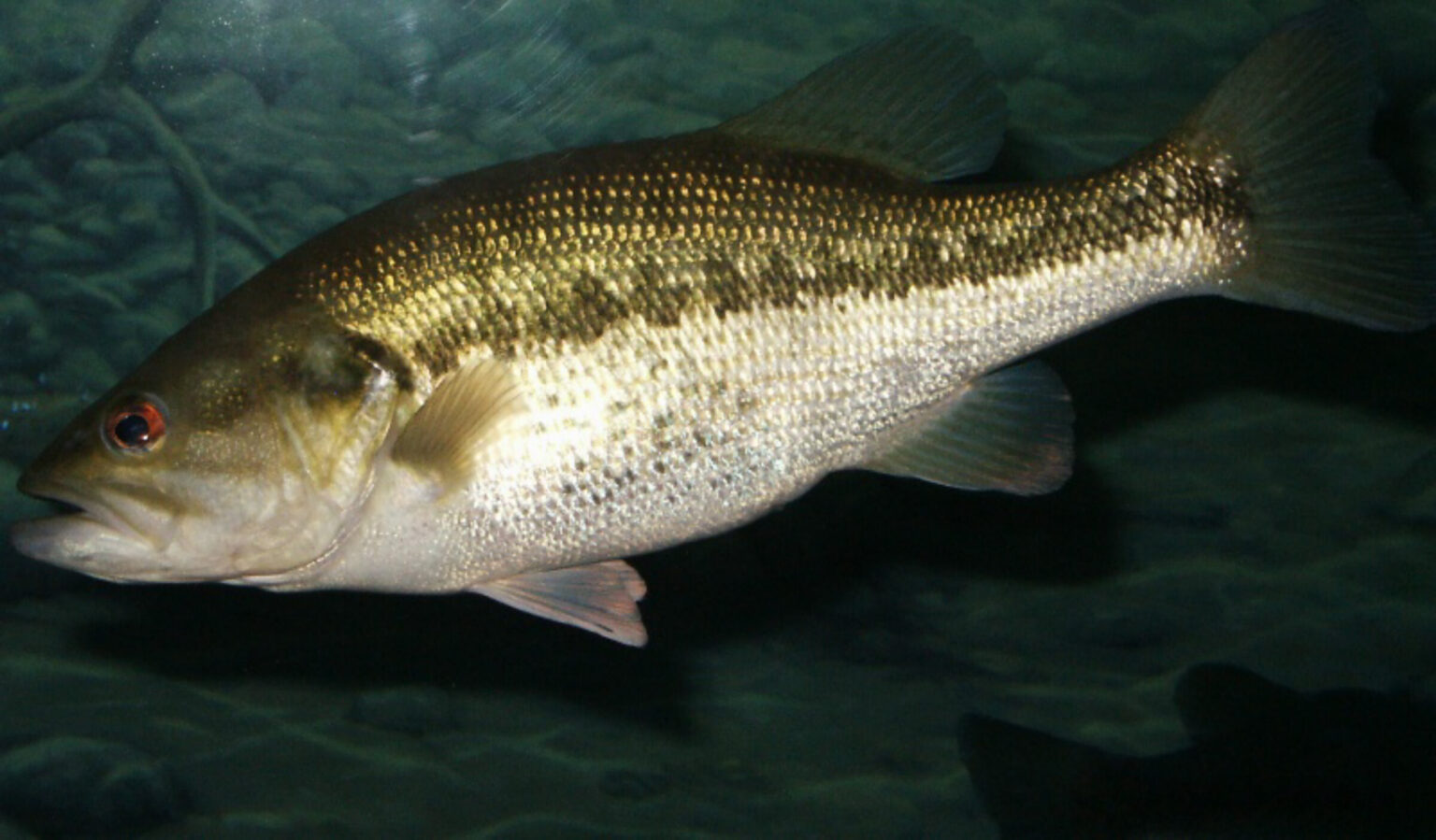10 Facts You Don’t Know About Black Bass - Kayak Paddling