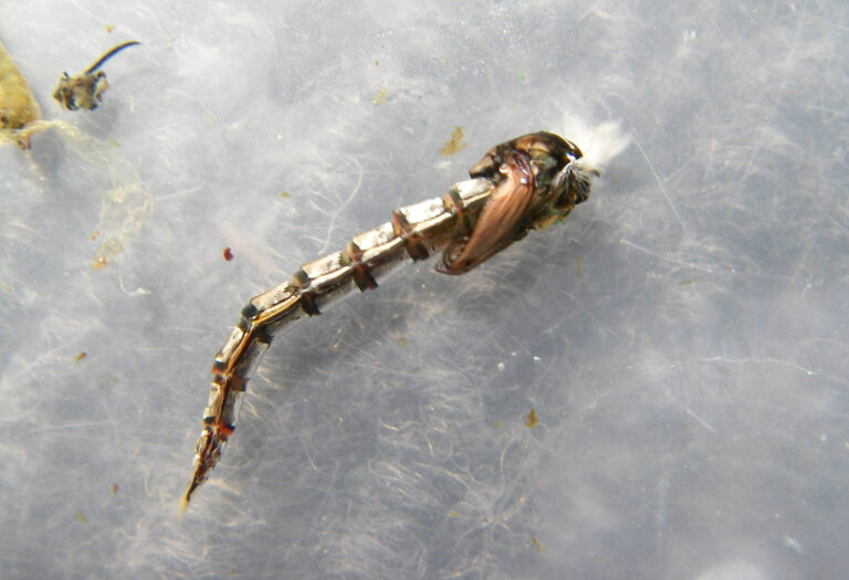 How To Fish Chironomids Fly Patterns - Kayak Paddling