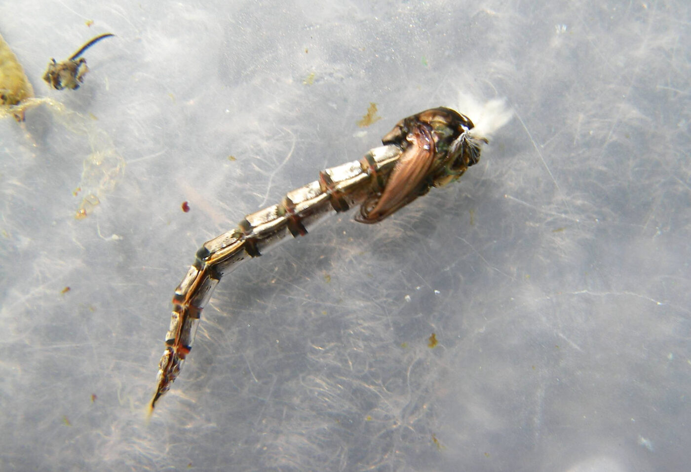 How To Fish Chironomids Fly Patterns - Kayak Paddling
