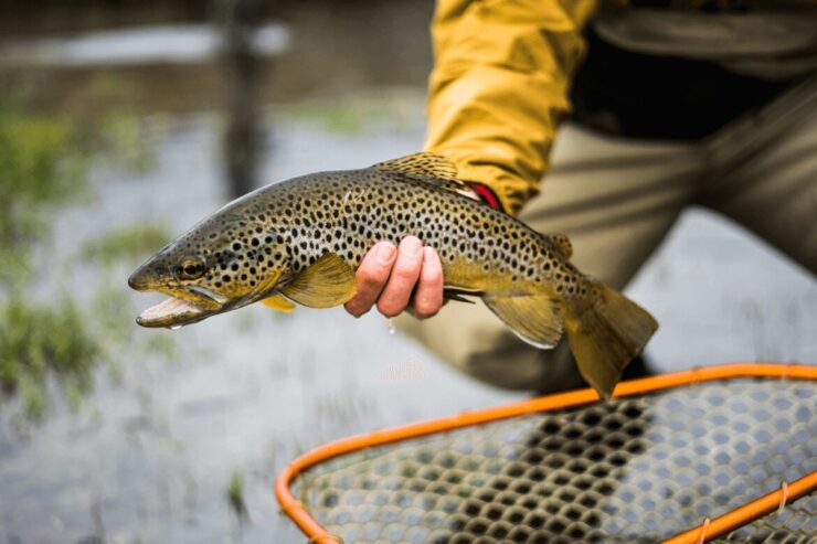 How To Catch Trout: The Nirvana Of The Fishing World - Kayak Paddling