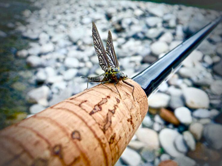 Green Drake Fly Pattern - Fishing Guide