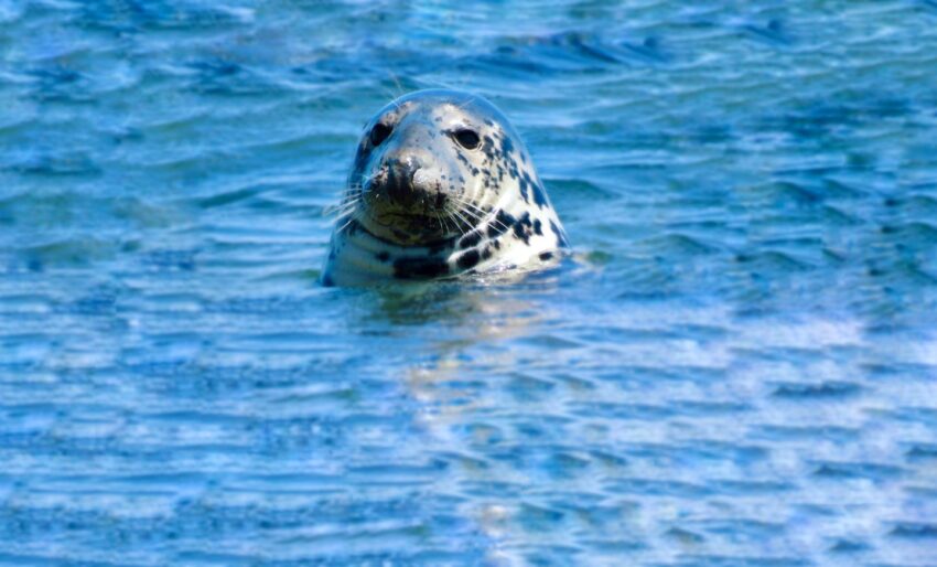 9 Best Kayaking Spots in Cape Cod and Islands - Inspiring Destiantions ...