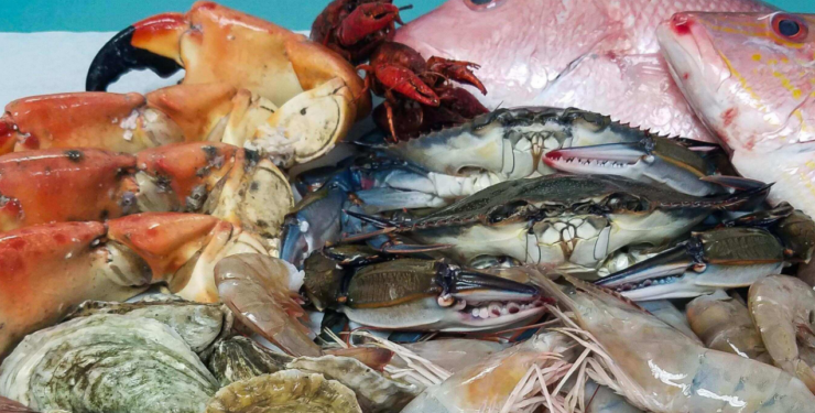 What Does Tripletail Fish Taste Like + Best Way to Cook It!