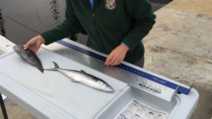 Length Or Weight? - How To Measure A Fish