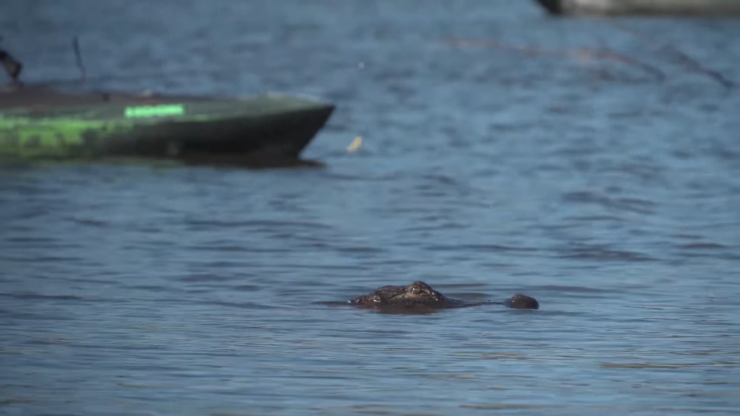 Do Alligators Attack Kayaks? 2024 - The In-Depth Answer
