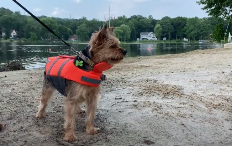Kayak Accessories for Dogs – Paddling With Your Pooch