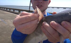 How to Hold a Catfish Safely - The Dos and Don'ts You Must Know - Kayak ...